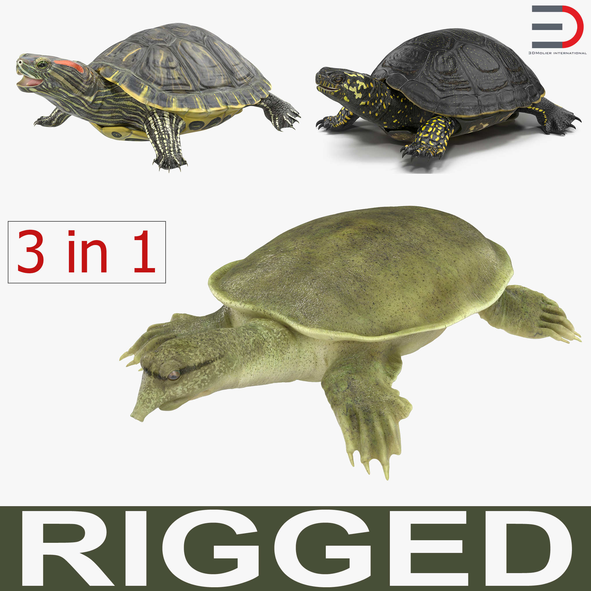 max rigged turtles 3 modeled