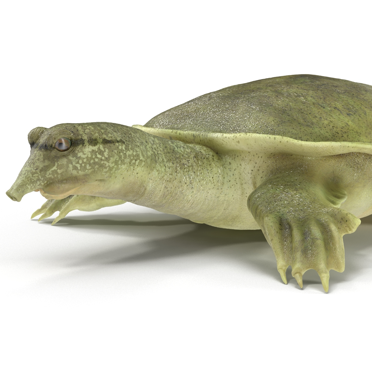 max rigged turtles 3 modeled