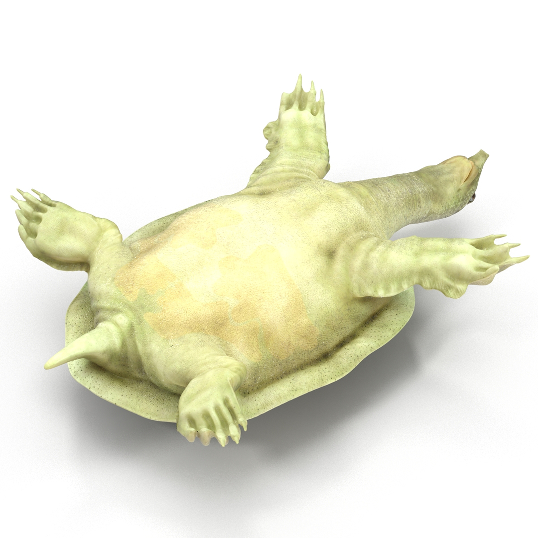 max rigged turtles 3 modeled