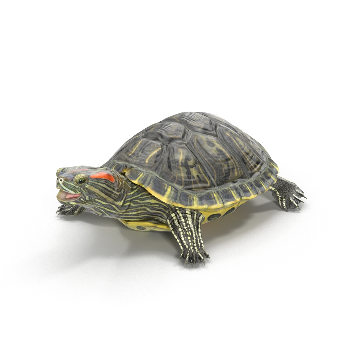 max rigged turtles 3 modeled