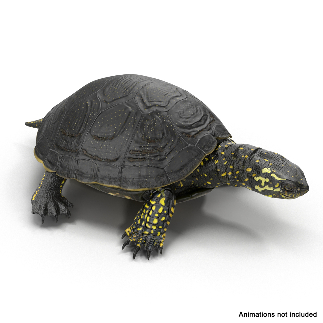 max rigged turtles 3 modeled