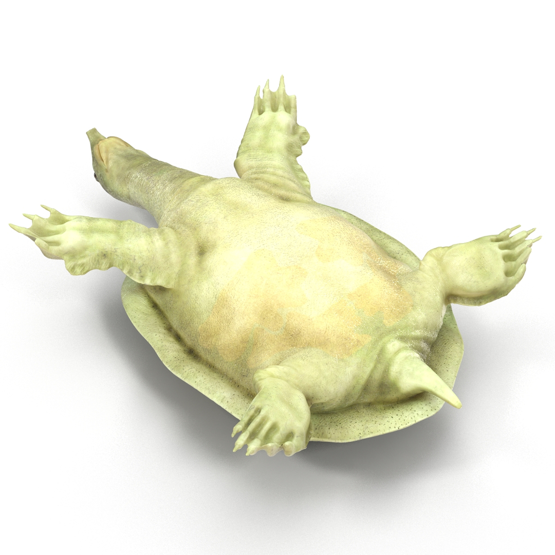max rigged turtles 3 modeled