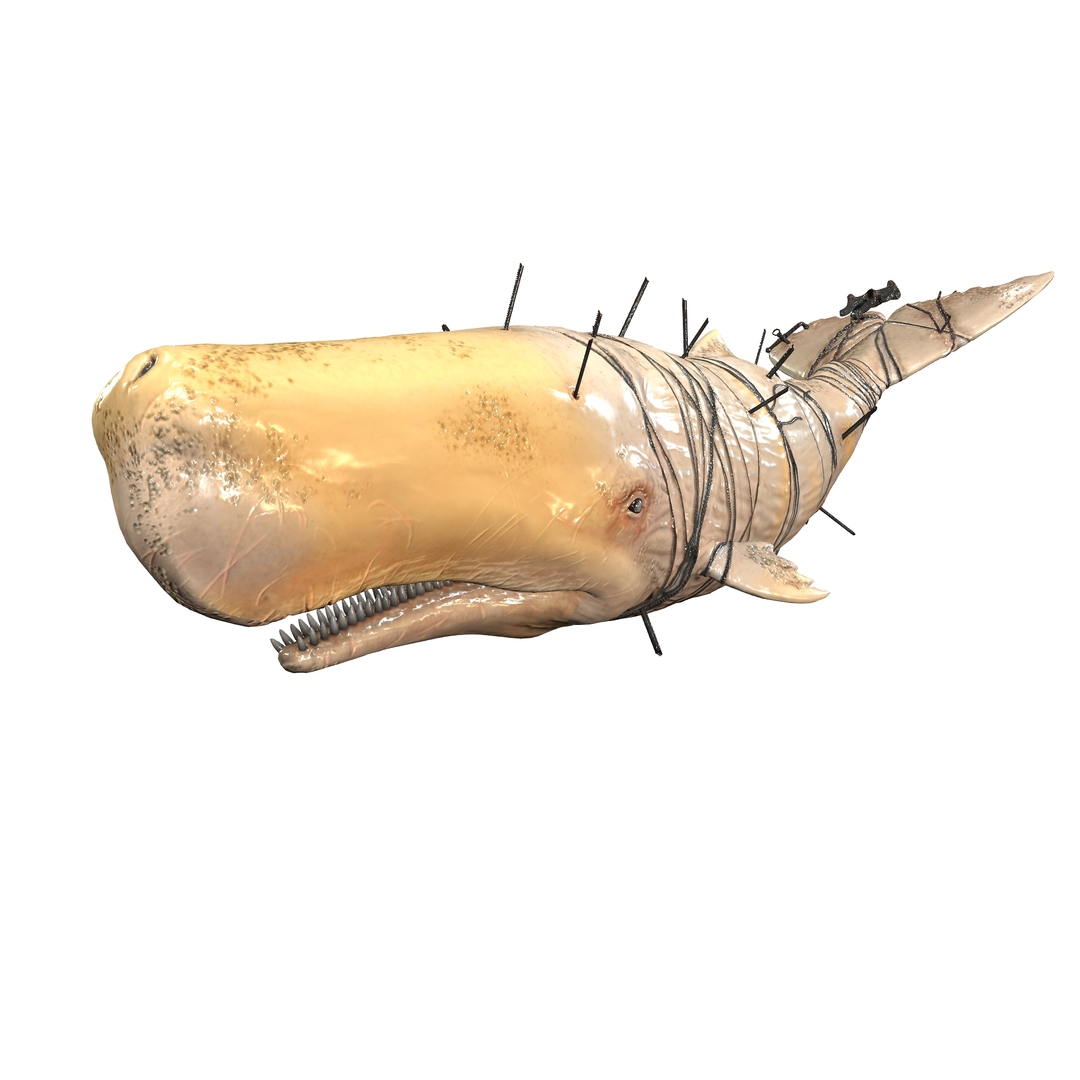 ORANGE WHALE Sperm Whale Moby Dick 3D - TurboSquid 2216841