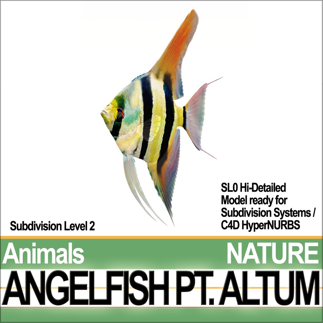 3d Angelfish Altum