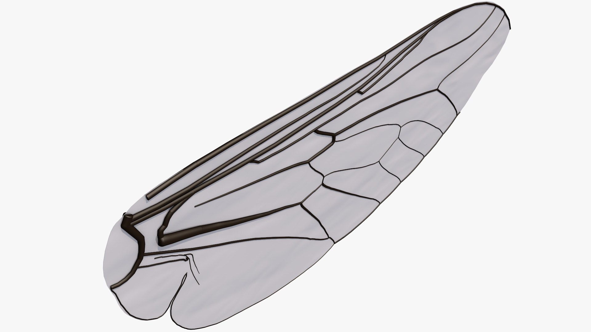 3D Insect Wing Model - TurboSquid 1734526