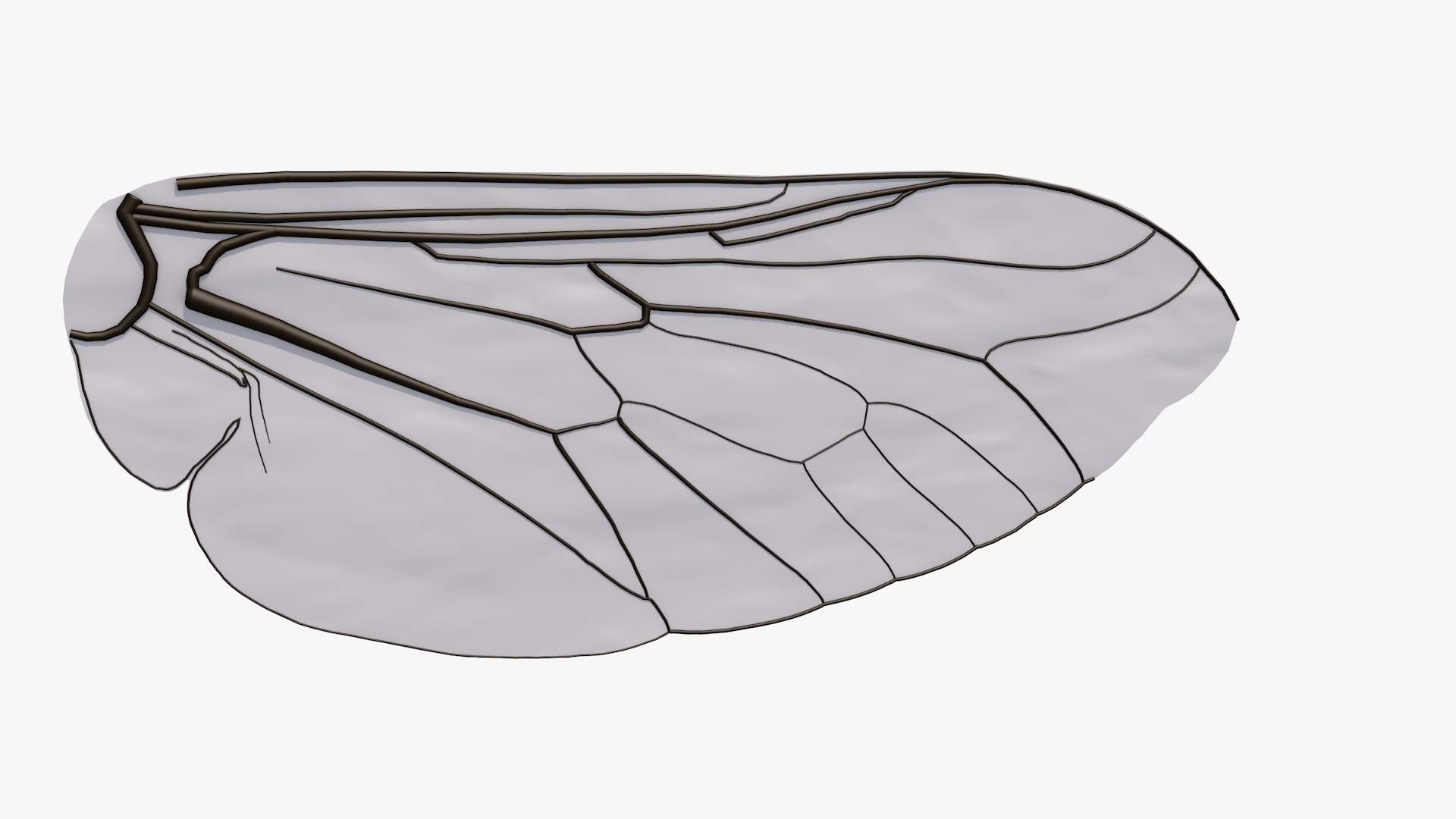 3D Insect Wing Model - TurboSquid 1734526
