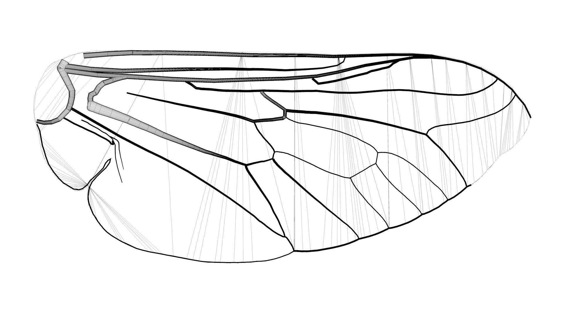 3D Insect Wing Model - TurboSquid 1734526