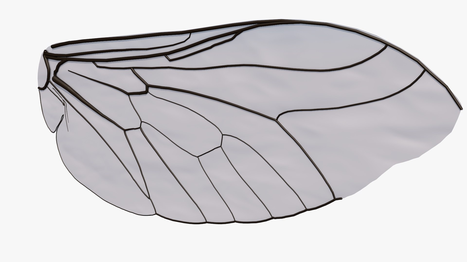 3D Insect Wing Model - TurboSquid 1734526