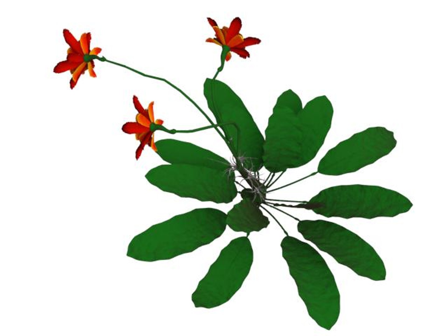 Max Exotic Flower
