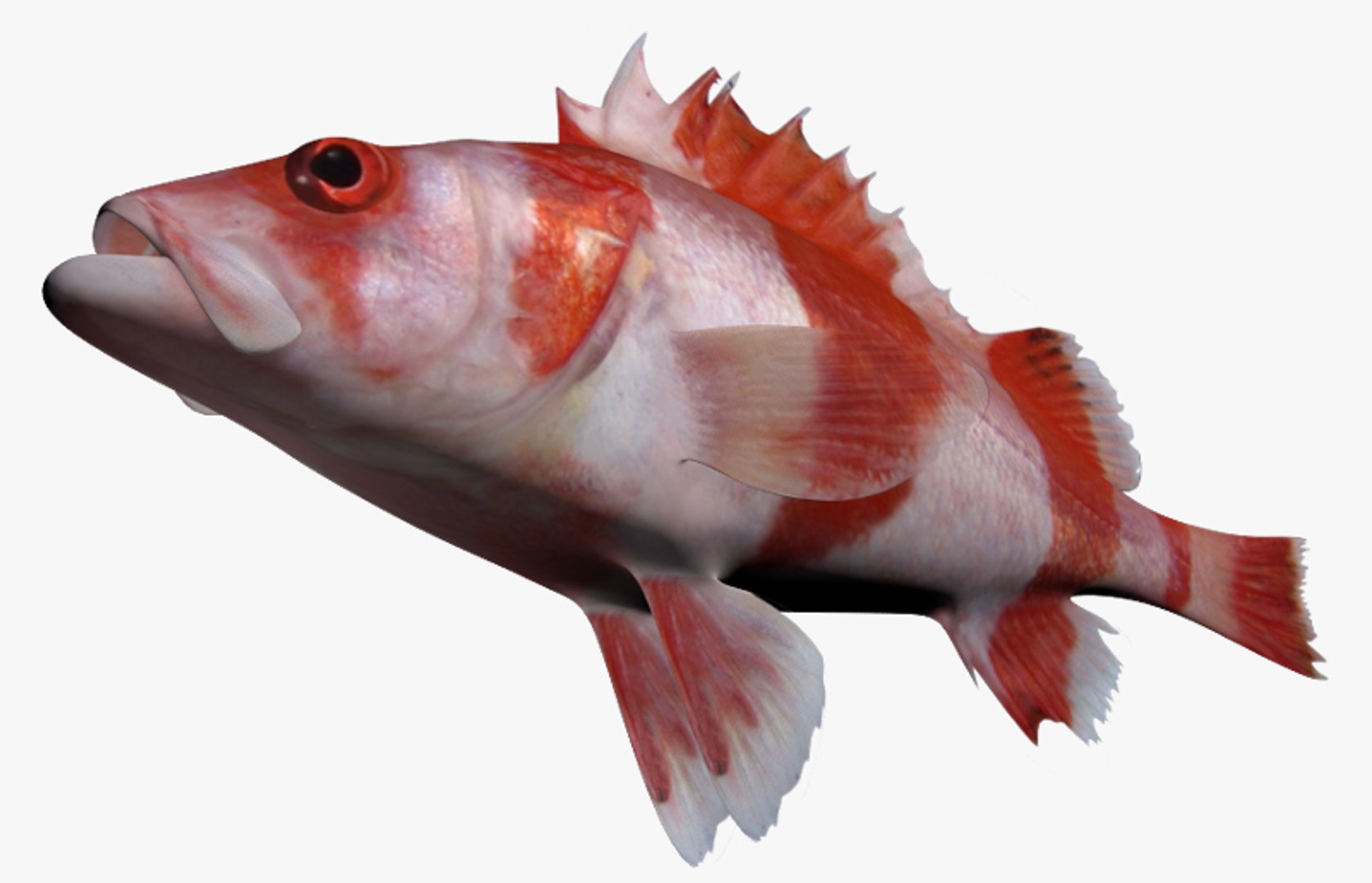 3d Model Saltwater Fish