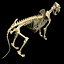 3d Lion Skeleton