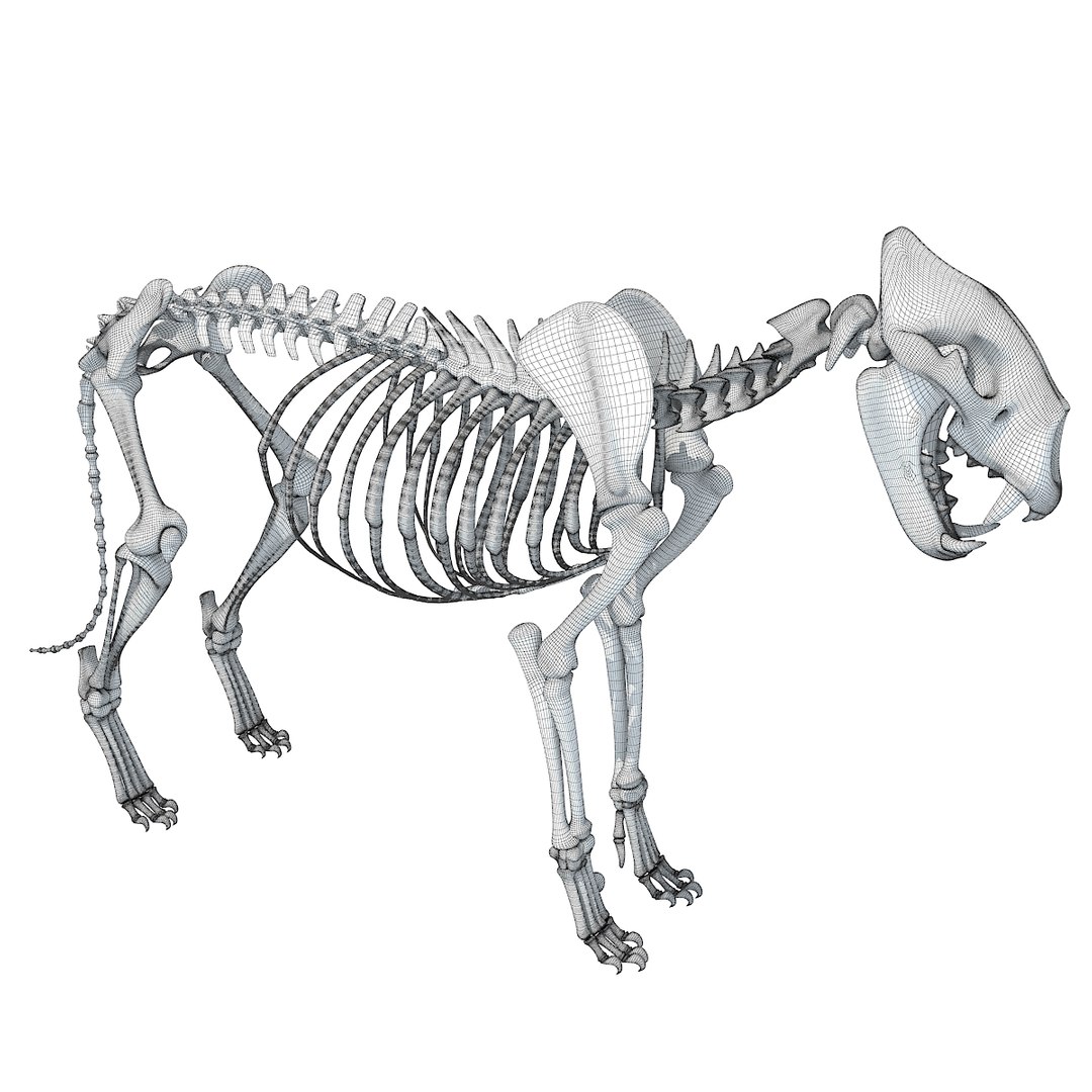 3d lion skeleton