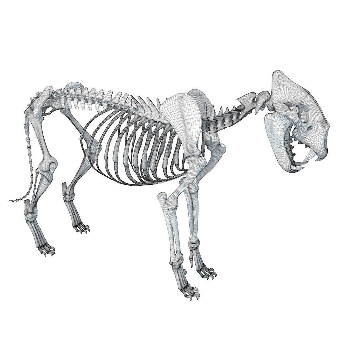 3d lion skeleton