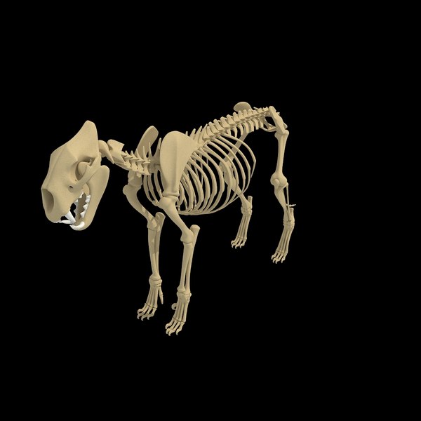 Anatomía Del Esqueleto Del León