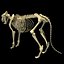 3d Lion Skeleton