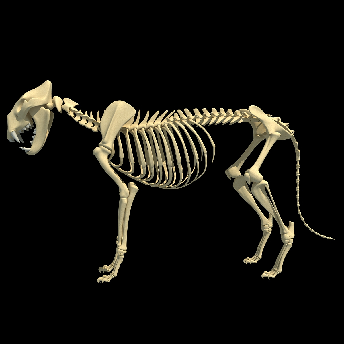 3d lion skeleton