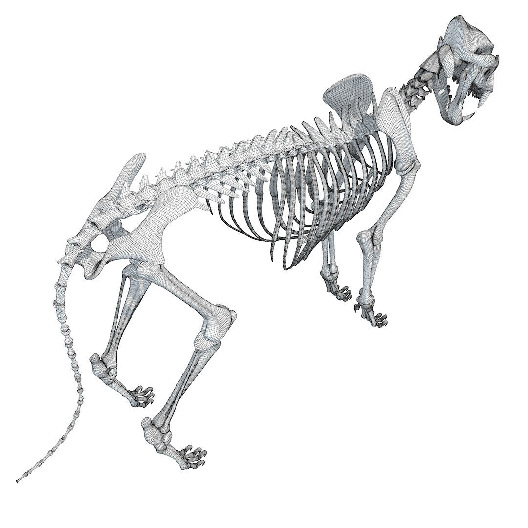3d lion skeleton