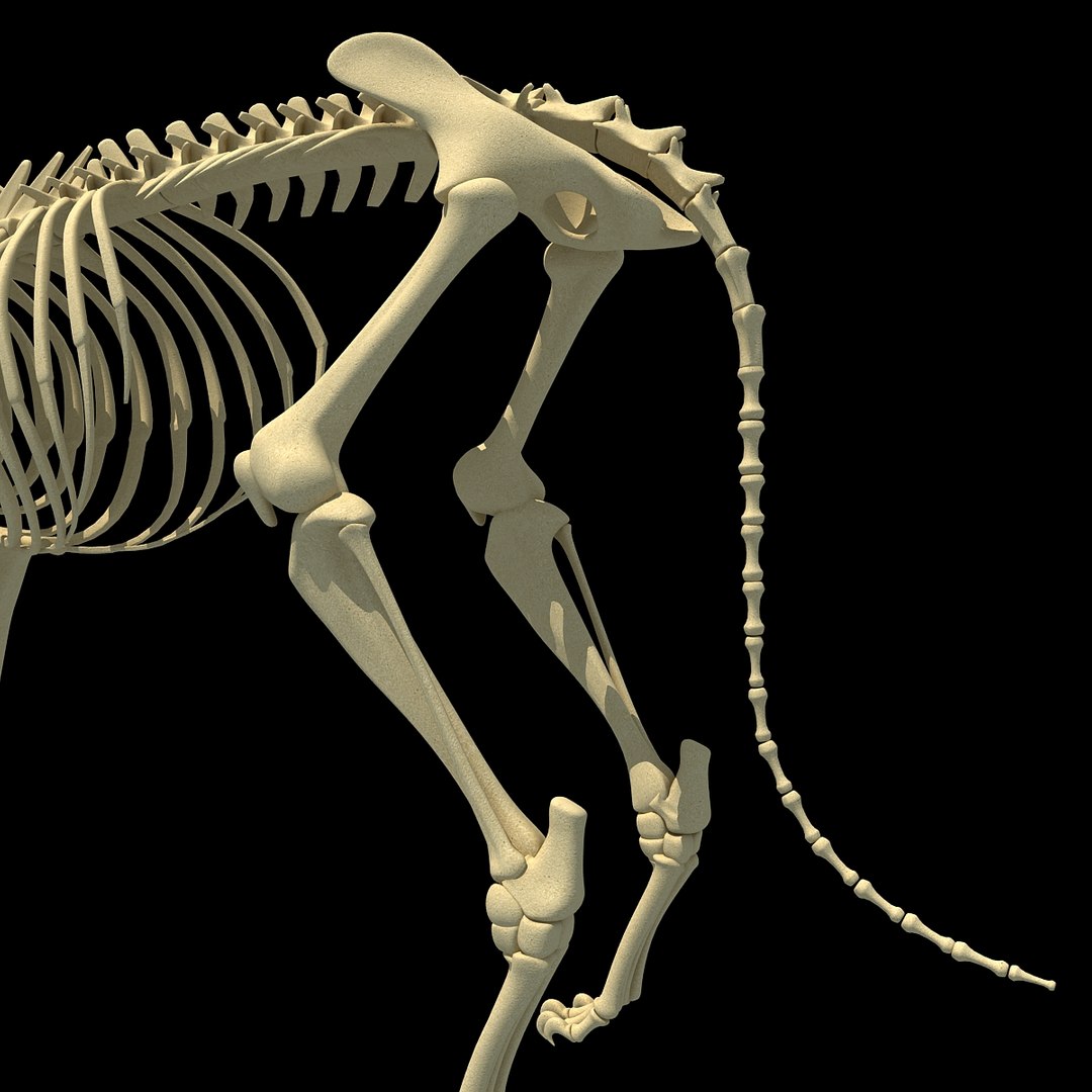 3d Lion Skeleton