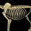 3d Lion Skeleton