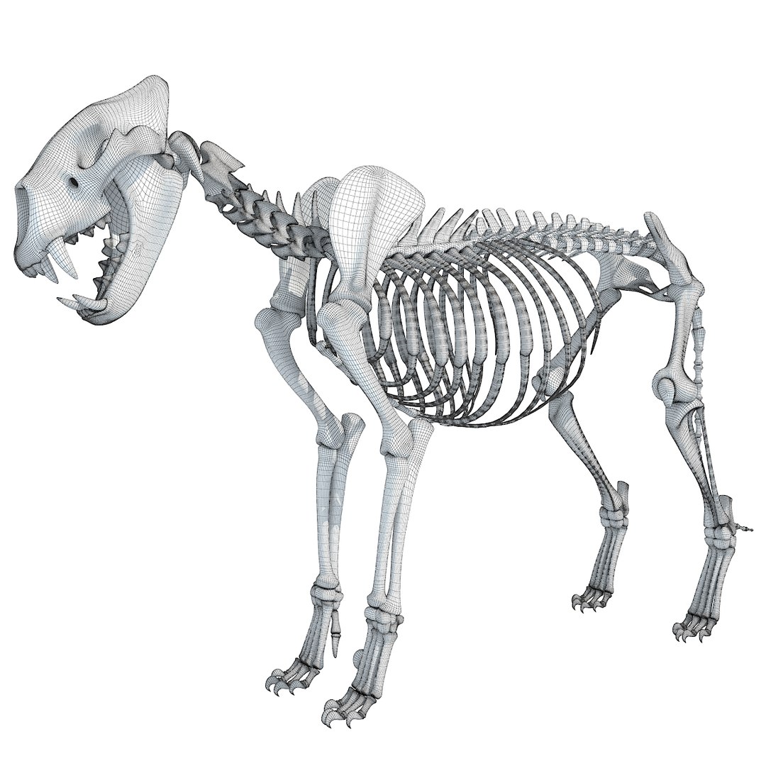 3d lion skeleton