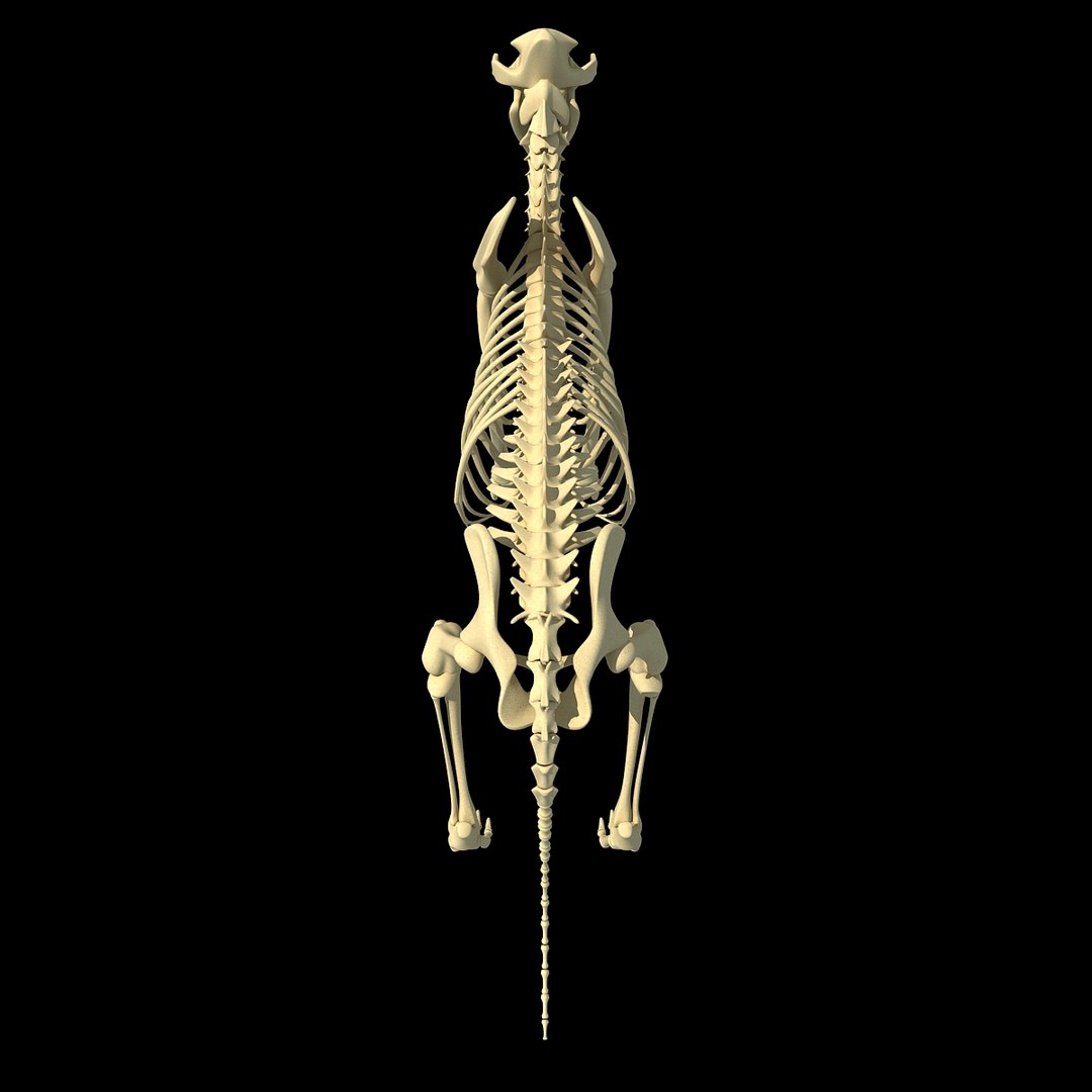 3d Lion Skeleton