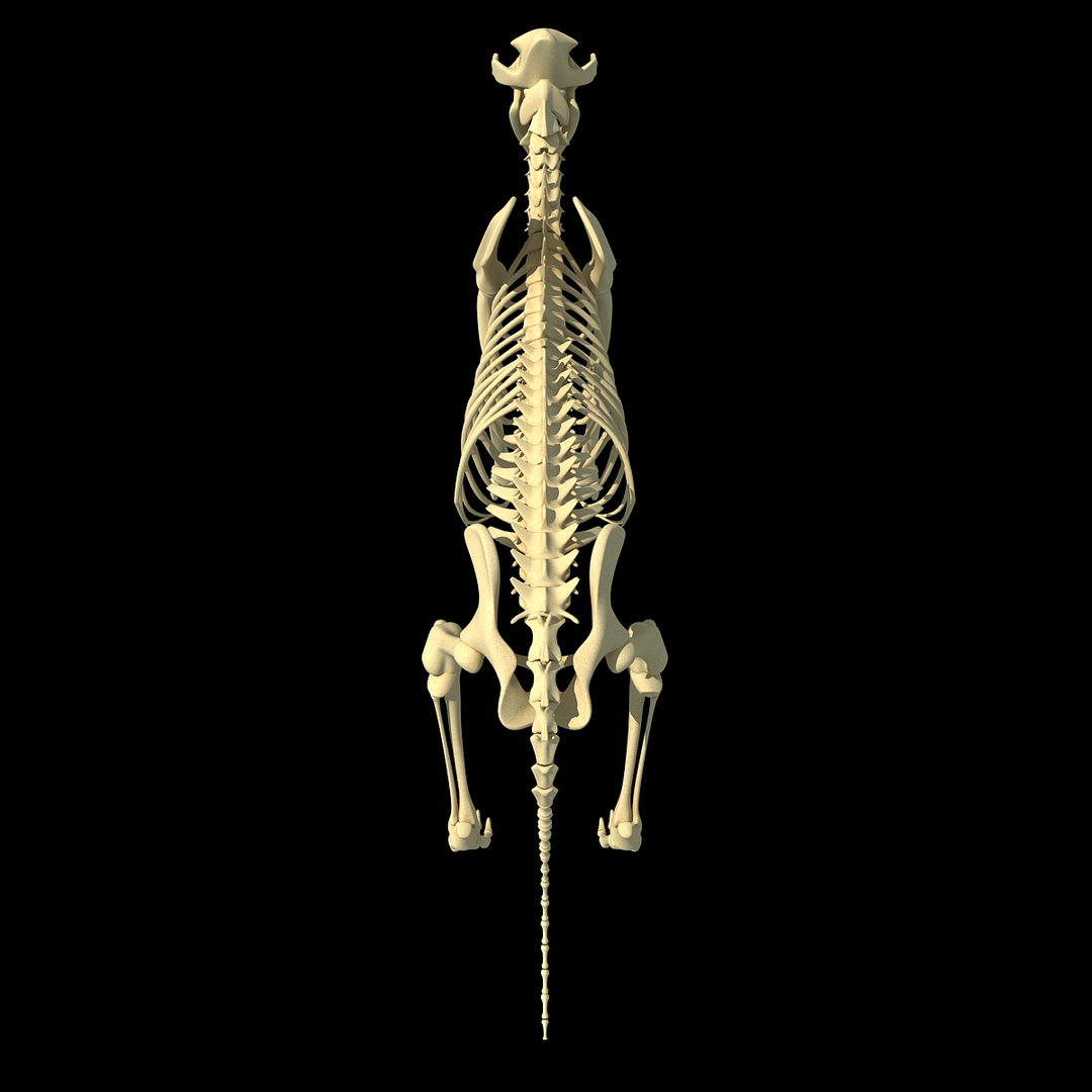 3d lion skeleton
