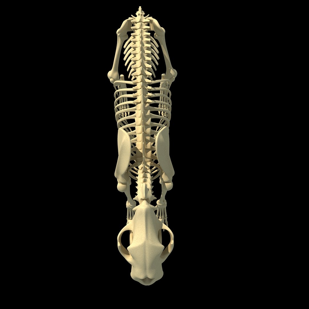 3d Lion Skeleton