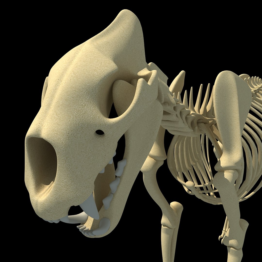 3d Lion Skeleton