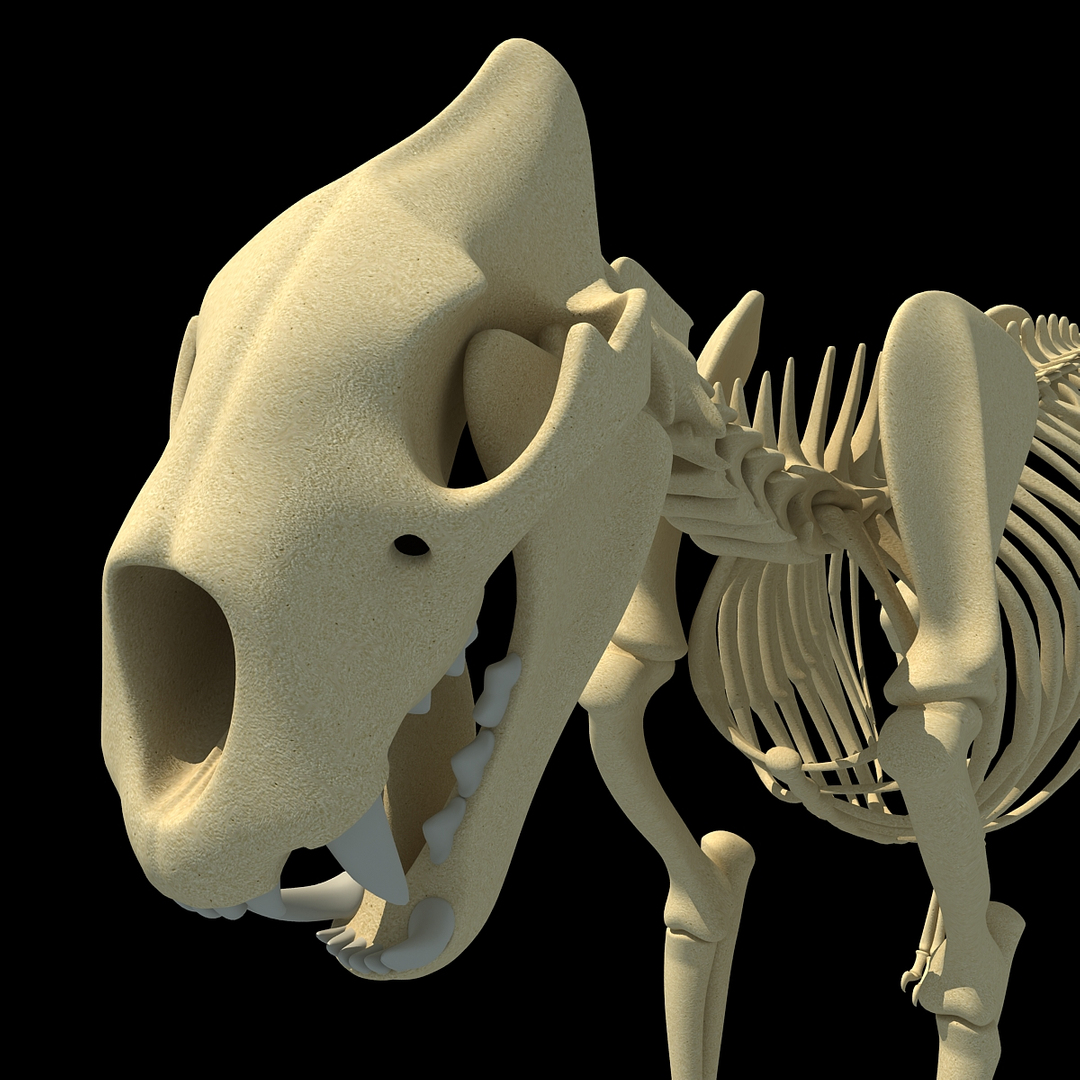 3d lion skeleton