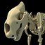 3d Lion Skeleton