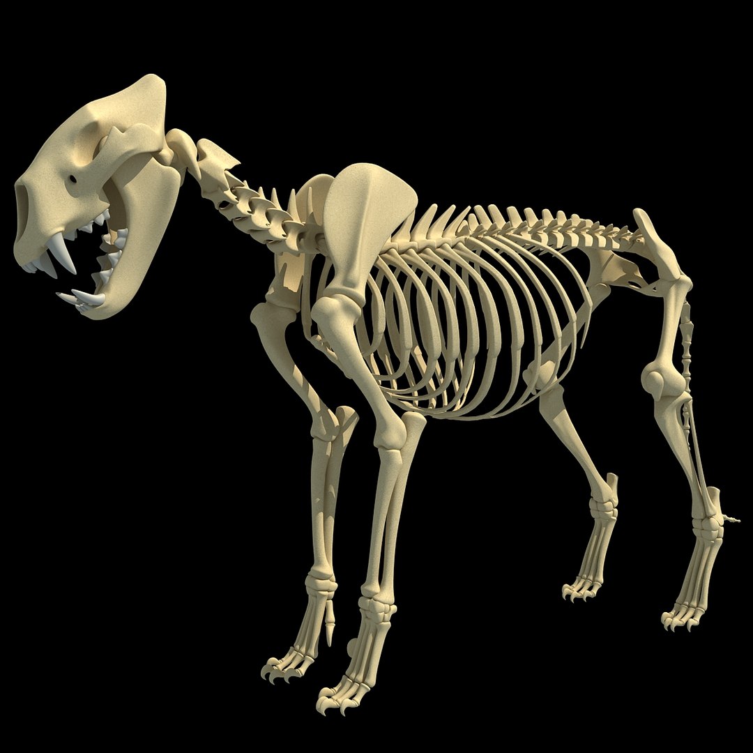3d Lion Skeleton