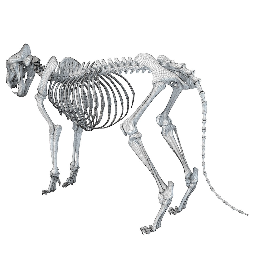 3d Lion Skeleton