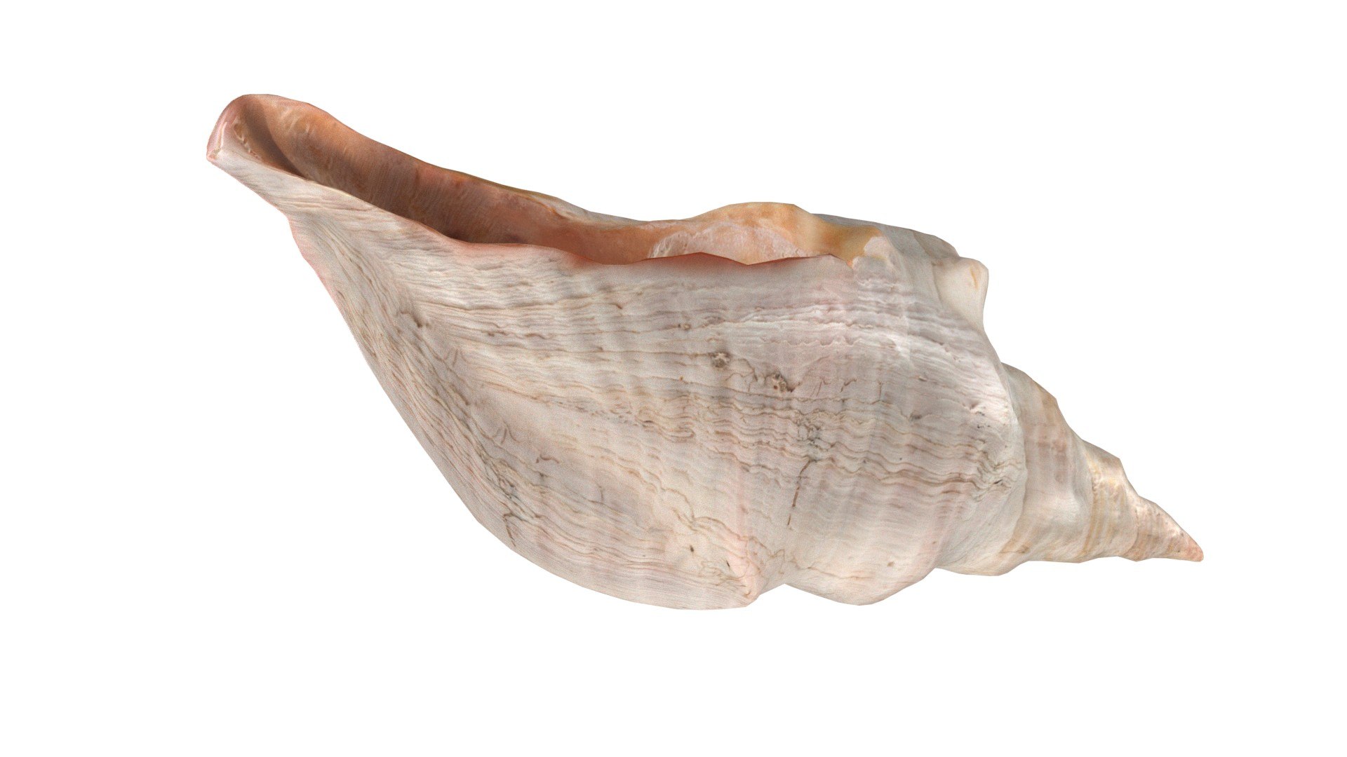 Horse Conch Shell 3D Model - TurboSquid 2370947