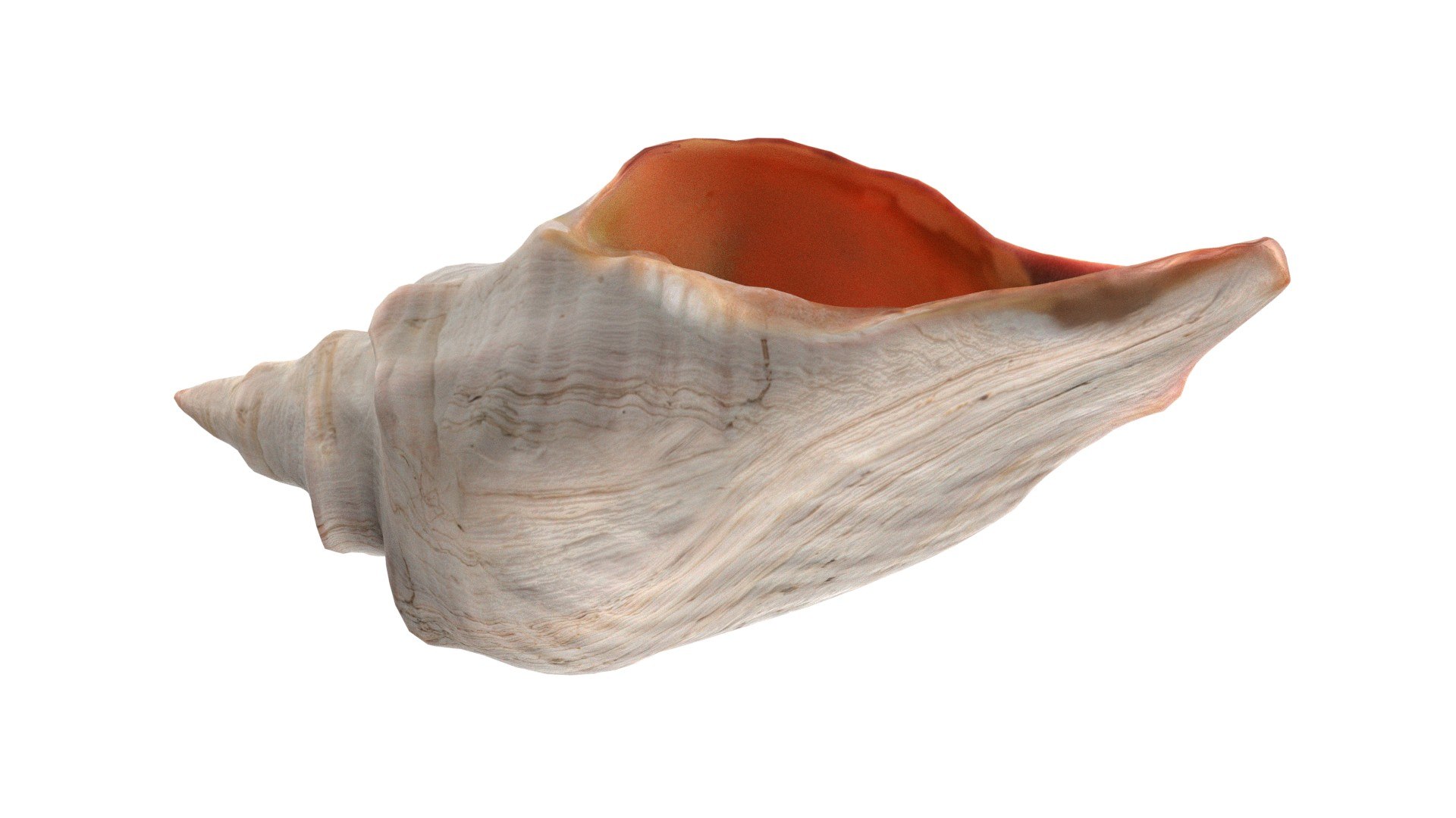 Horse Conch Shell 3D Model - TurboSquid 2370947
