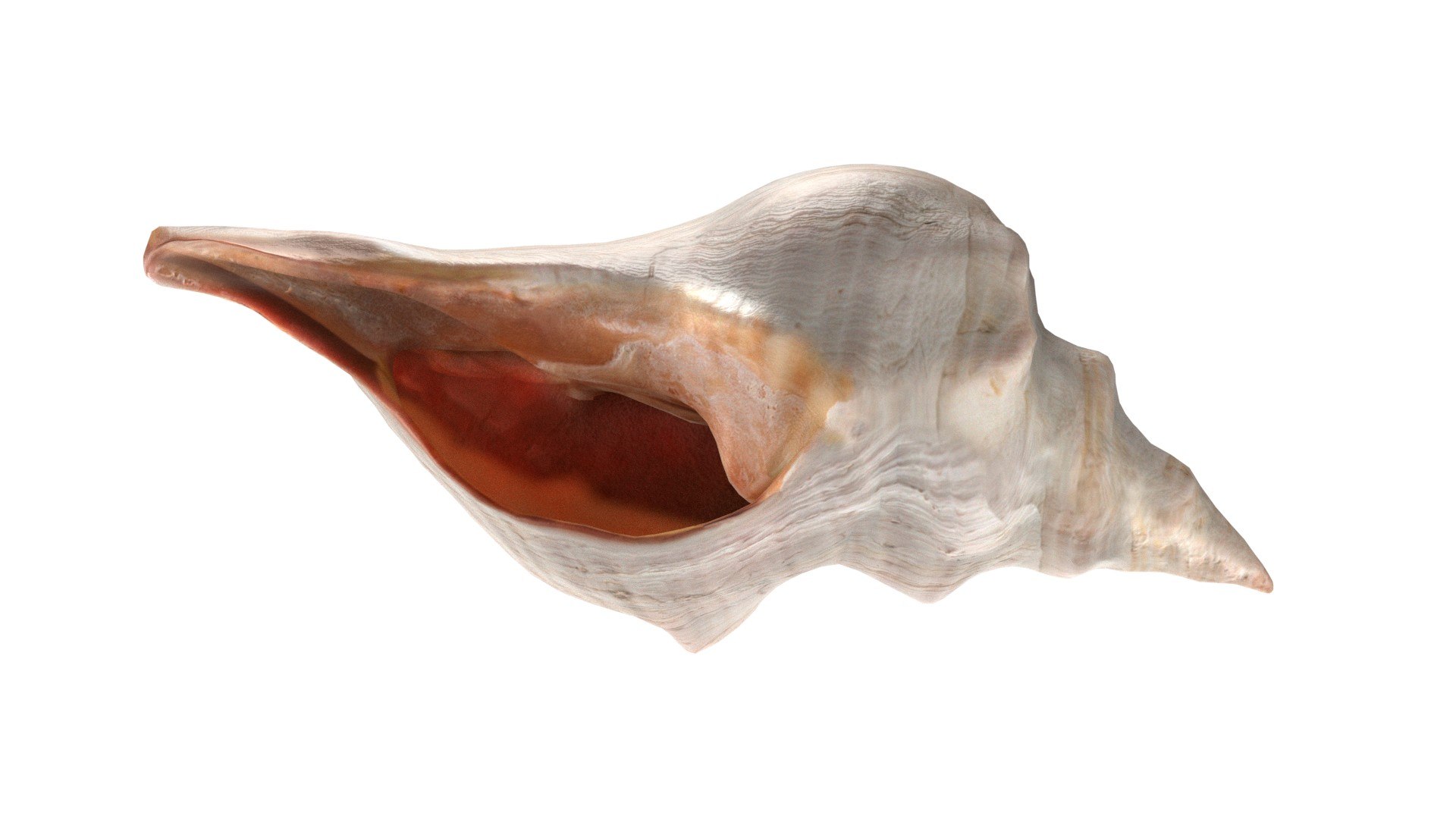 Horse Conch Shell 3D Model - TurboSquid 2370947