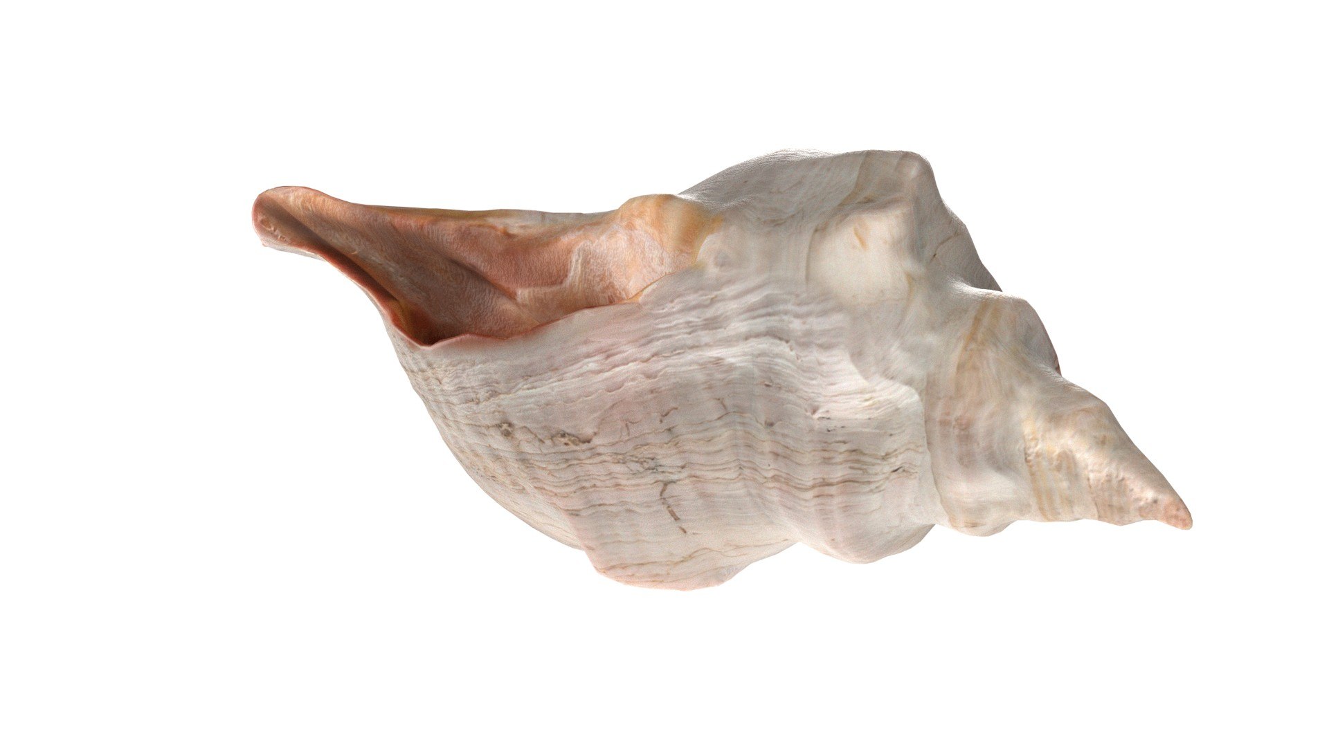 Horse Conch Shell 3D Model - TurboSquid 2370947