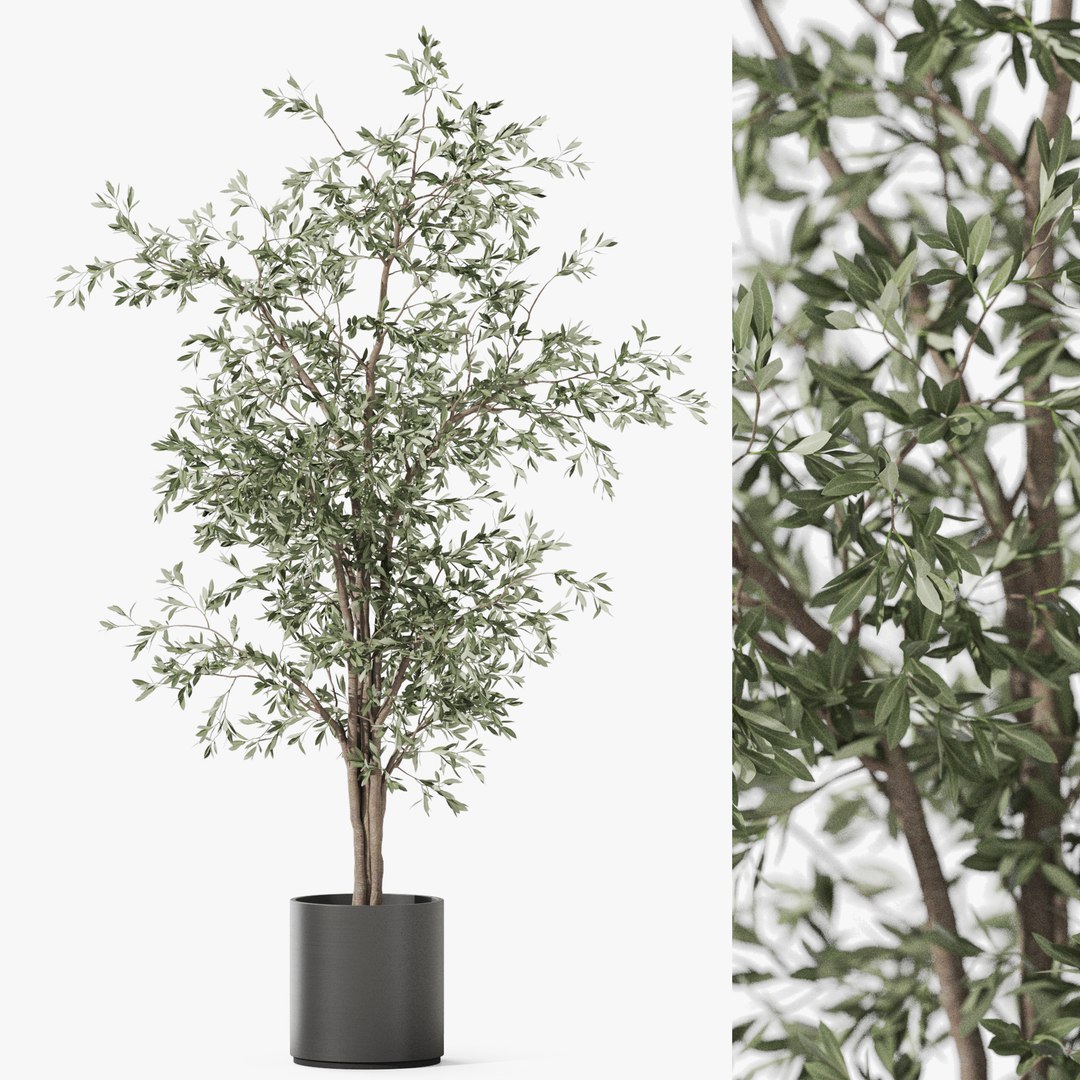 Plants Collection 1192 Model - TurboSquid 2381657