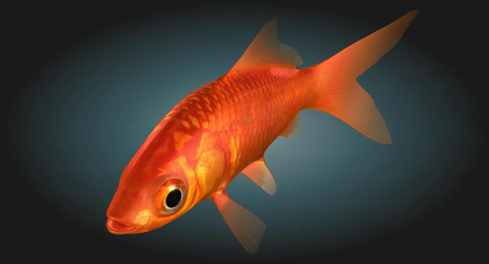 3D Goldfish Animation Model - TurboSquid 1287342