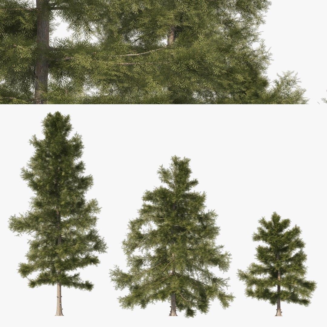 3D 3 Cyprus Cedar Trees - TurboSquid 1888434