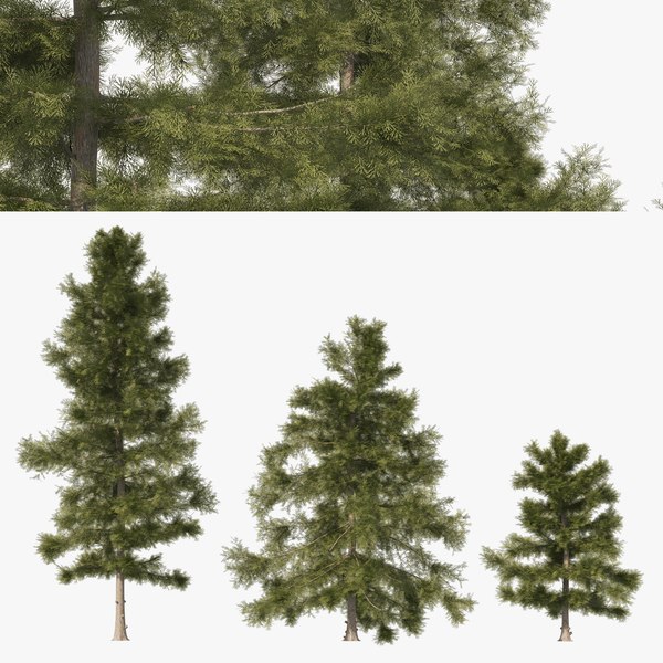 modelo 3d 3 árboles de cedro de Chipre - TurboSquid 1888434