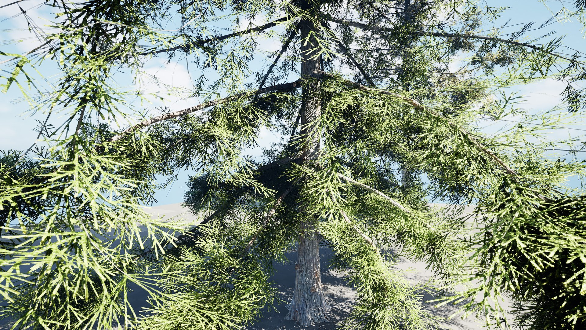3D 3 Cyprus Cedar Trees - TurboSquid 1888434