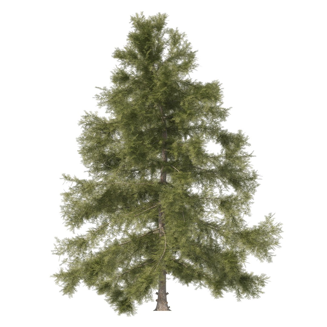 3D 3 Cyprus Cedar Trees - TurboSquid 1888434