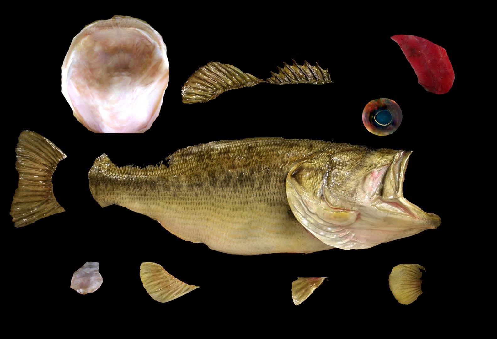 Largemouth Bass 3D Model - TurboSquid 1510711