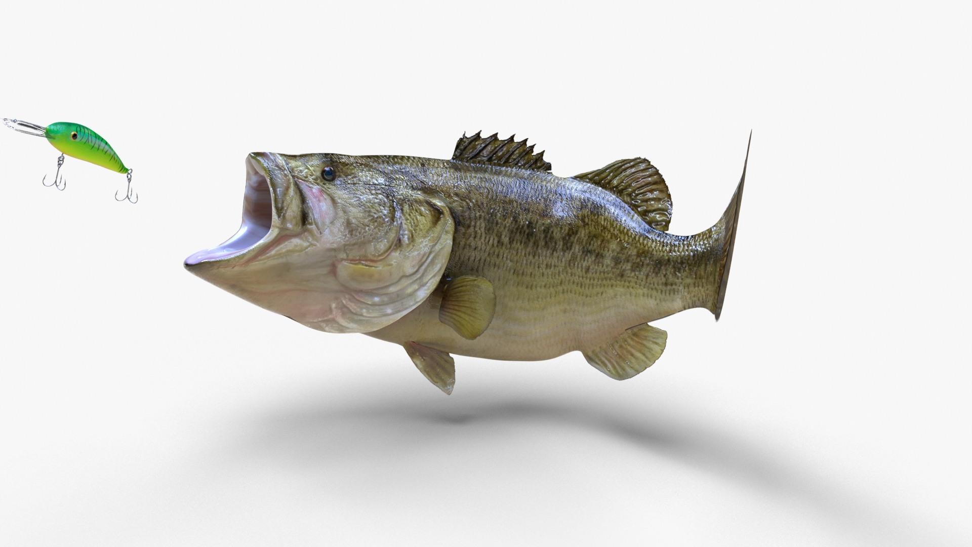 Largemouth Bass 3D Model - TurboSquid 1510711