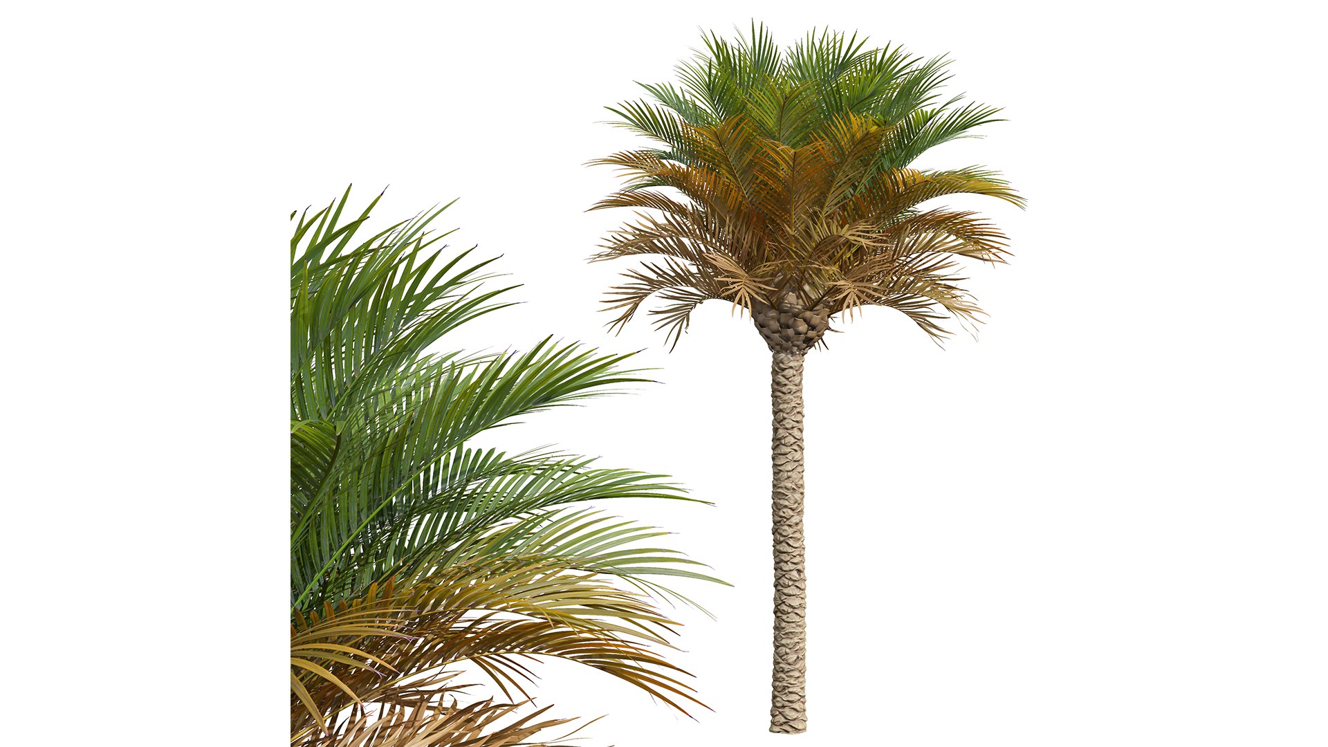 New Plant High Detail Phoenix Canariensis Medium 3D - TurboSquid 2189258