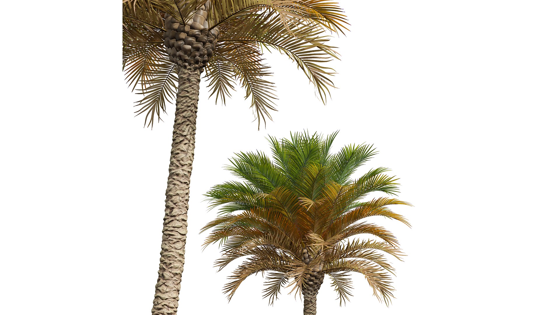 New Plant High Detail Phoenix Canariensis Medium 3D - TurboSquid 2189258