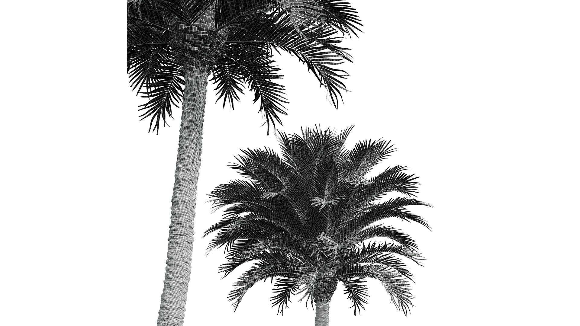 New Plant High Detail Phoenix Canariensis Medium 3D - TurboSquid 2189258
