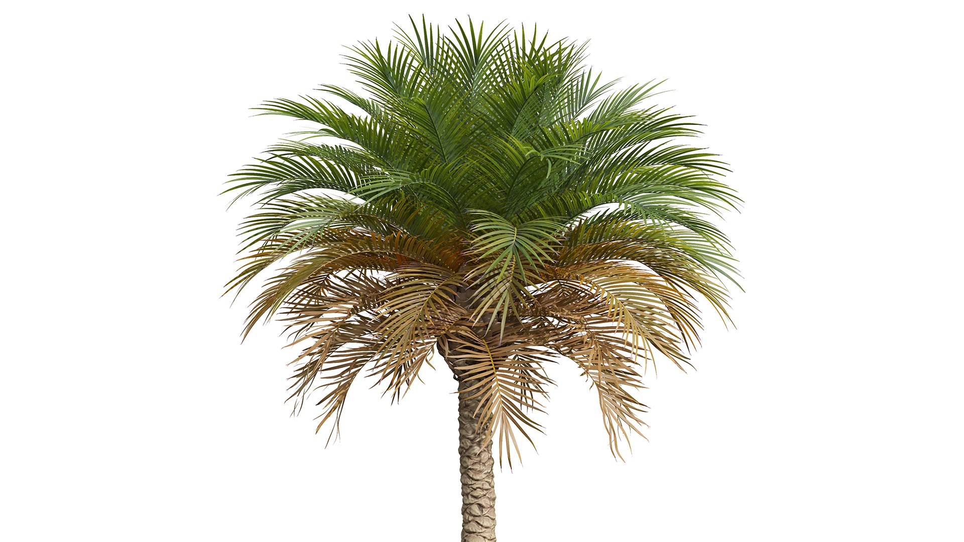 New Plant High Detail Phoenix Canariensis Medium 3D - TurboSquid 2189258