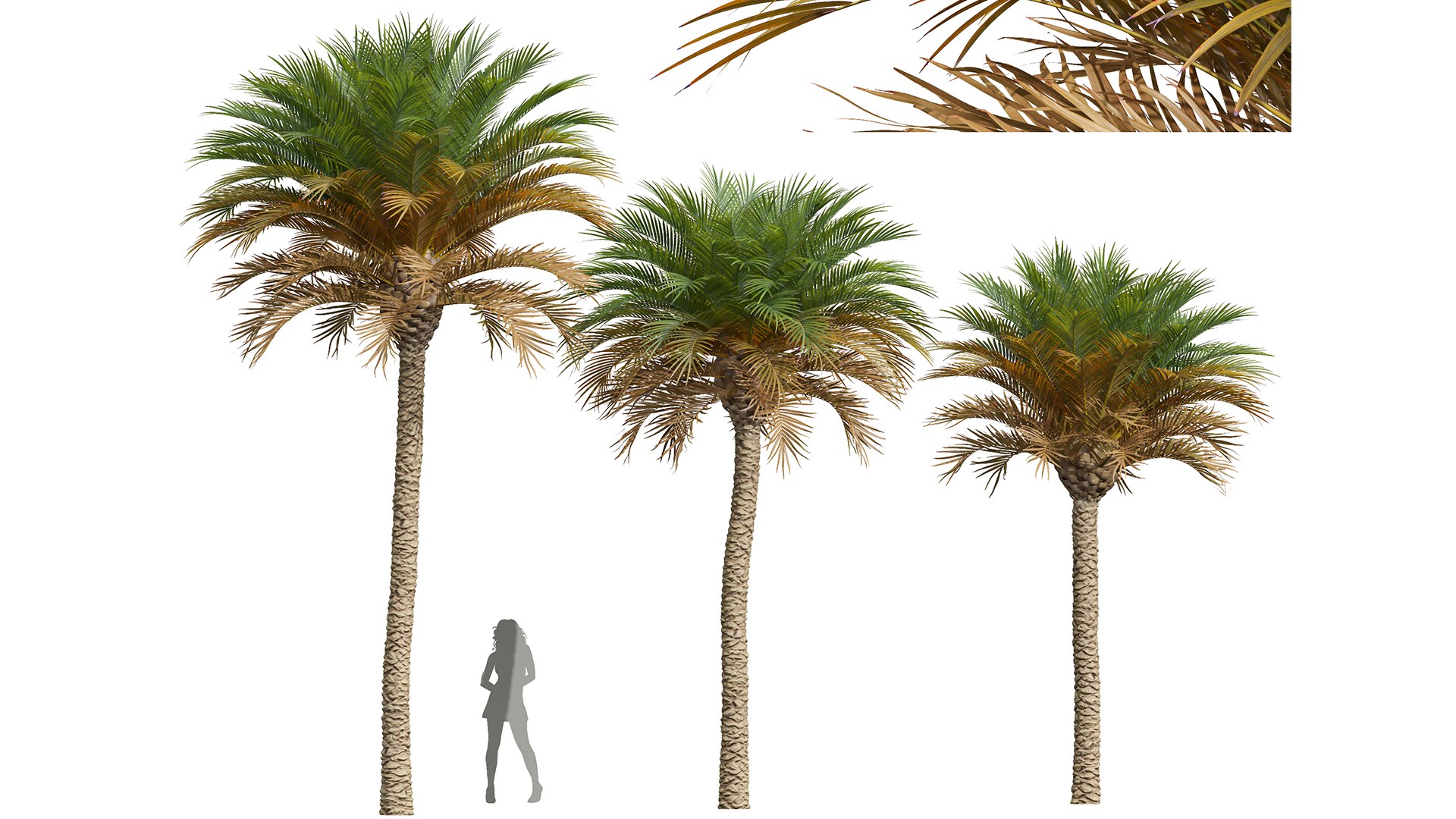 New Plant High Detail Phoenix Canariensis Medium 3D - TurboSquid 2189258