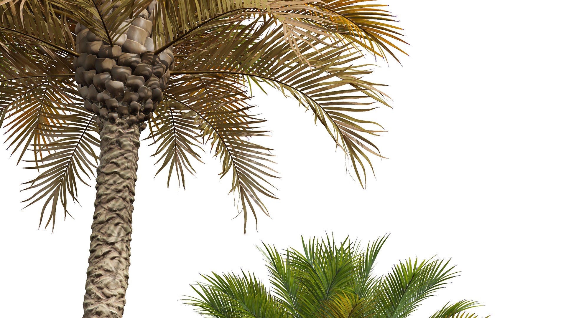 New Plant High Detail Phoenix Canariensis Medium 3D - TurboSquid 2189258